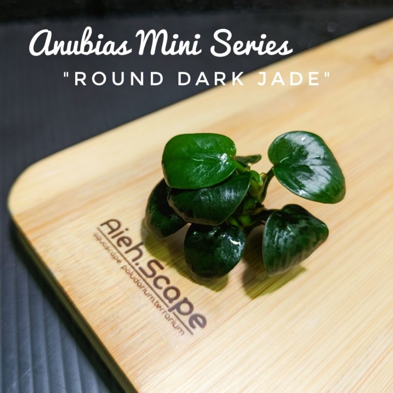 Anubias Mini Series: Petite, Glabra, Golden Mini, MiniCoin, DarkJade ...