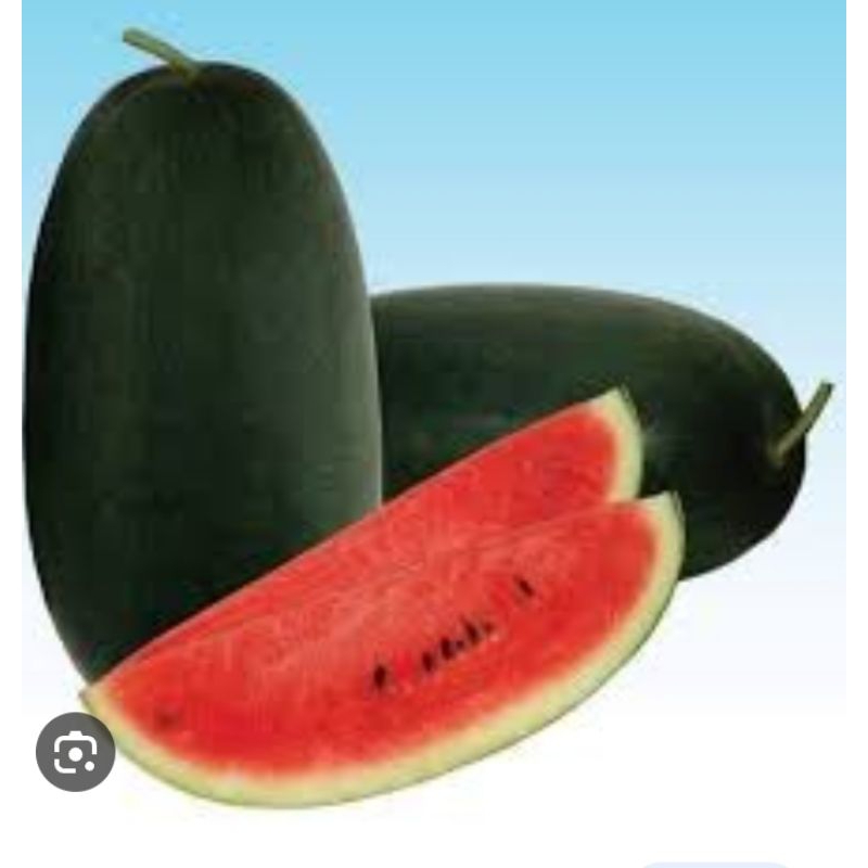 ️ 12 PCS BIJI BENIH BUAH TEMBIKAI KINAREE 101 PANJANG MERAH/ RED WATER ...