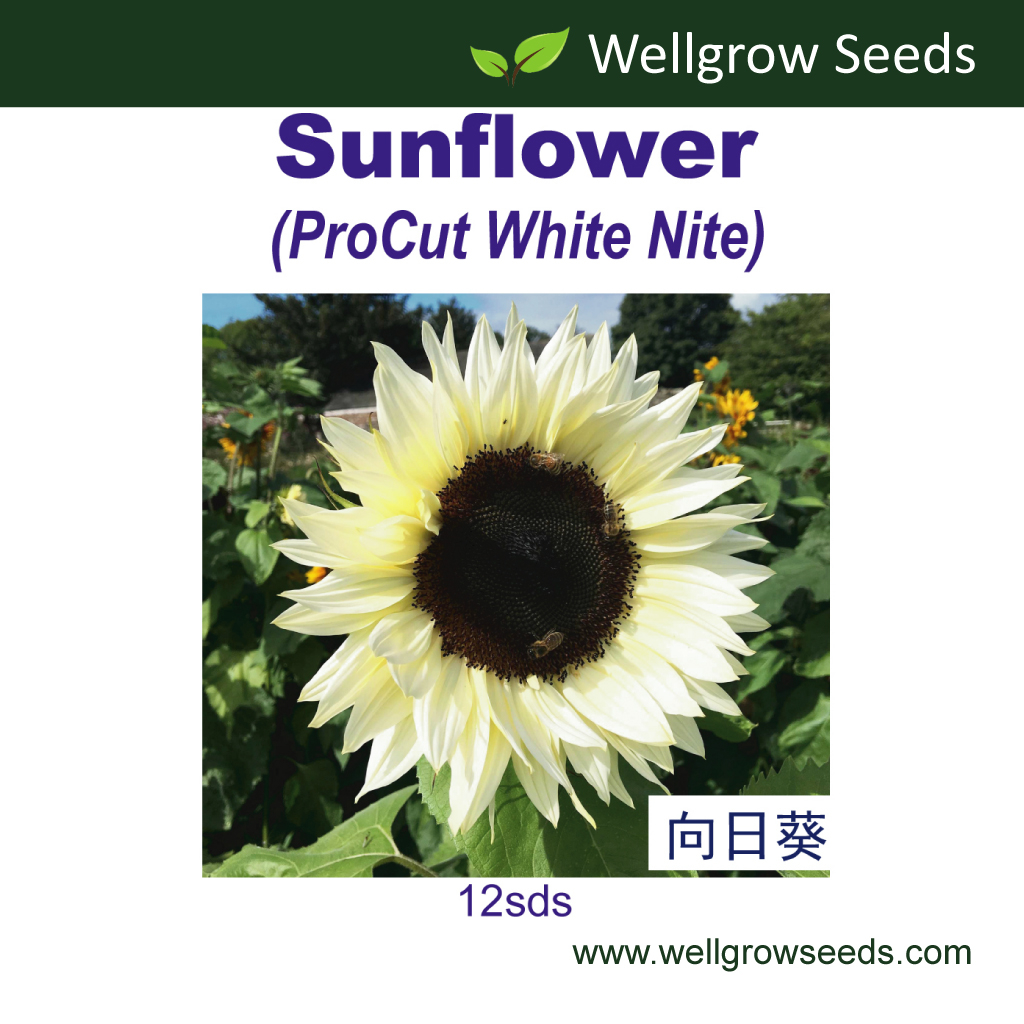 Sunflower ProCut White Nite F1 (12sds) 向日葵：白色恋人 太阳花种子 Biji Benih Bunga ...