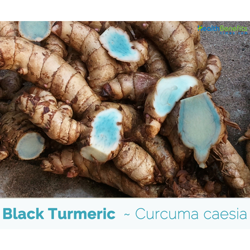 black turmeric root/powder Kali haldi Karimanchal (curcuma caesia) karu ...