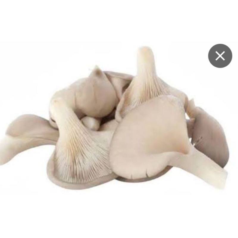 cendawan putih segar ready stok 200g | Shopee Malaysia