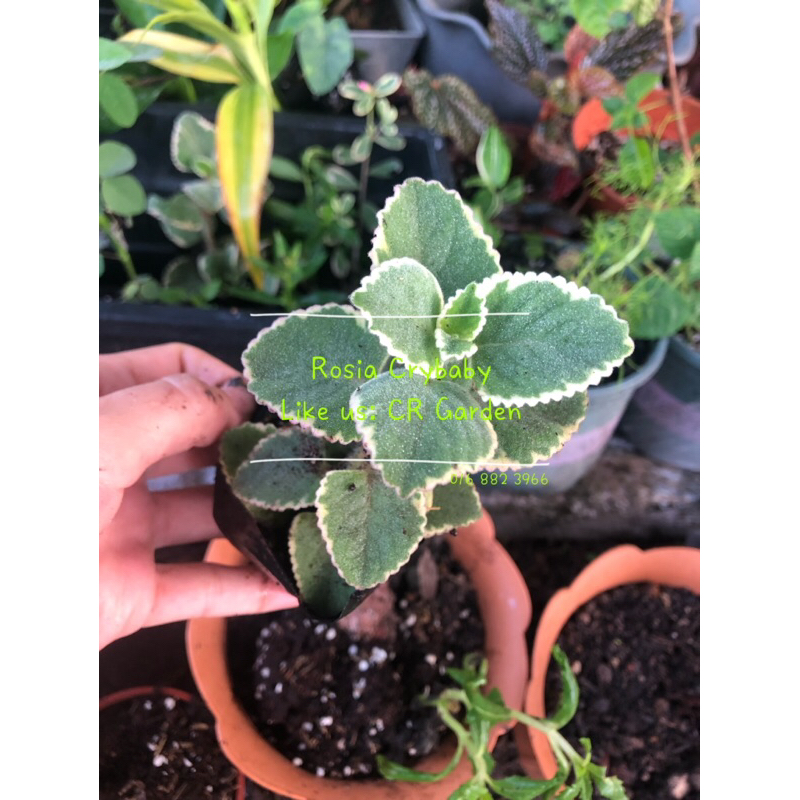 Mexican Mint Live Plant x 1 Pot (No Guarantee) | Shopee Malaysia