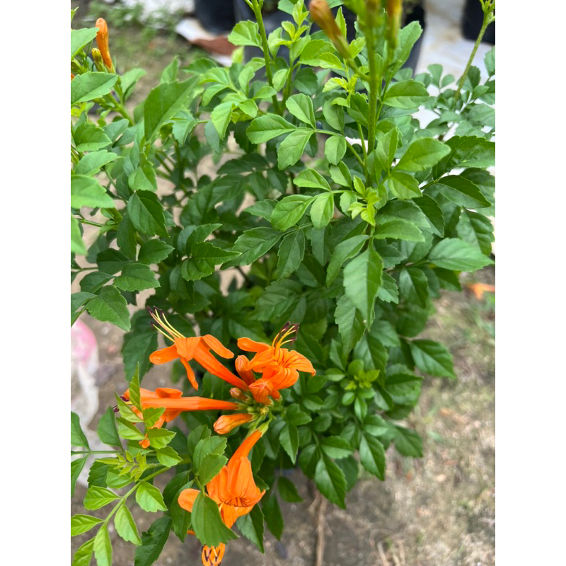 Tecomaria Capensis Pokok Bunga | Shopee Malaysia