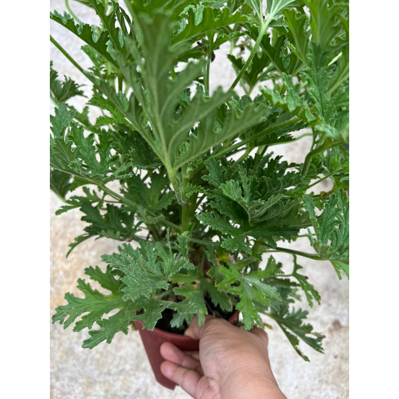 Jerimin Pokok Berbau Halau Nyamuk | Shopee Malaysia