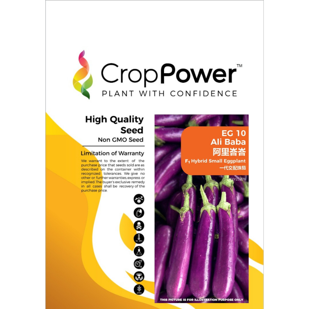 Benih Terung Mini EG10 Ali Baba F1 Hybrid Small EggPlant Crop Power ...