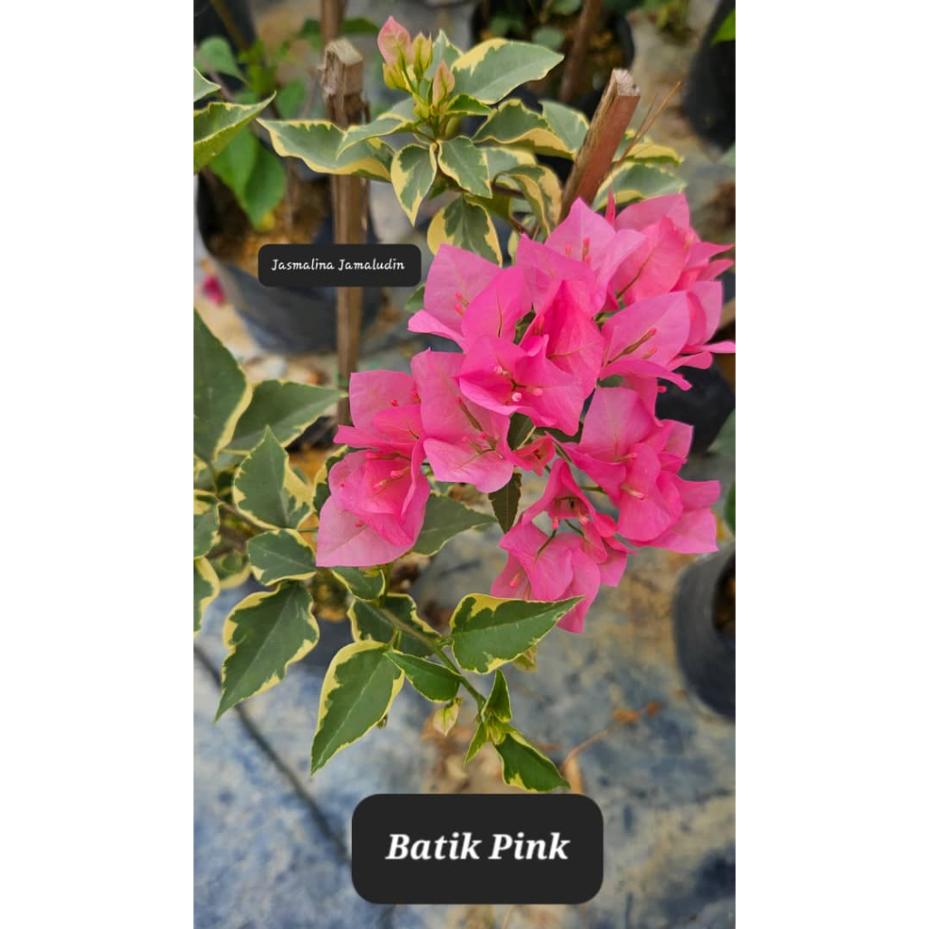 Bunga Kertas Bougainvillea Batik Pink | Shopee Malaysia