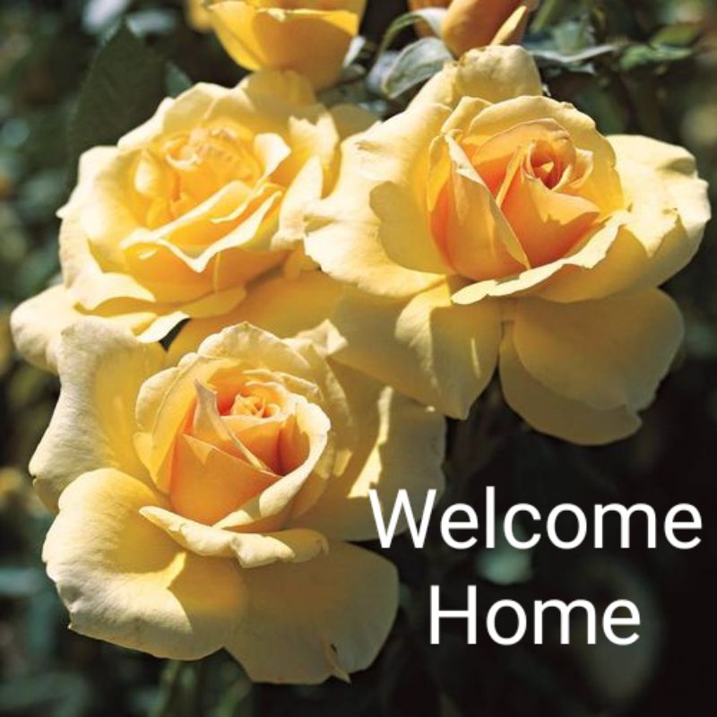 pokok bunga ros hidup ber ID baka hybrid, Tahan Panas, english rose, ros kampung, live plant ...