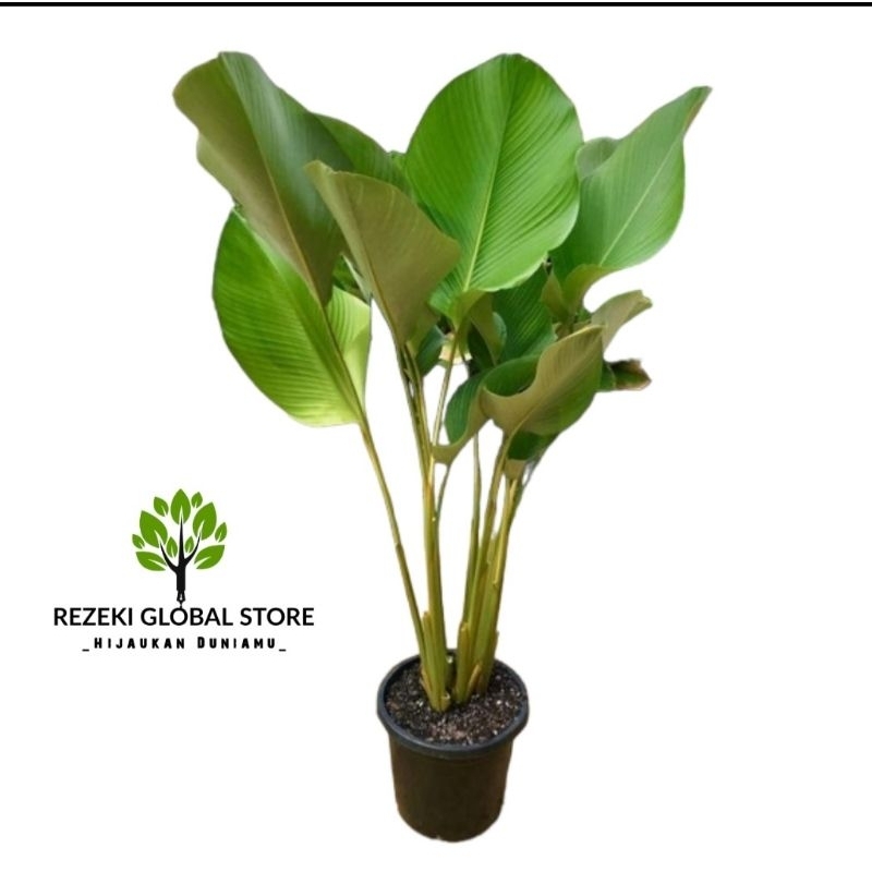 🔥Anak Pokok Calathea Lutea| Pokok Daun Hijau🔥 Pohon Pisang Calathea ...