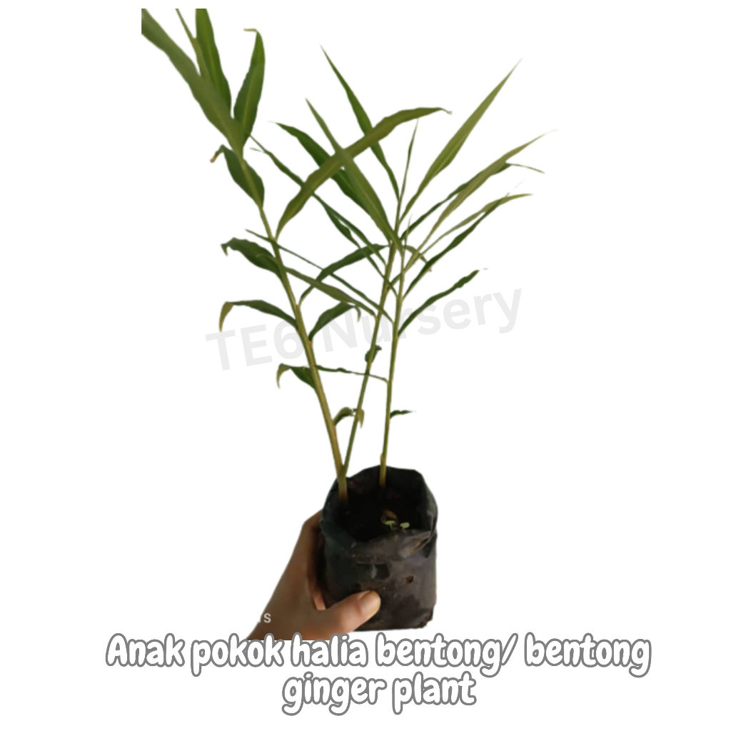 Anak Pokok Halia Bentong Dalam Polibeg/ Bentong Ginger Plant in Polibeg ...