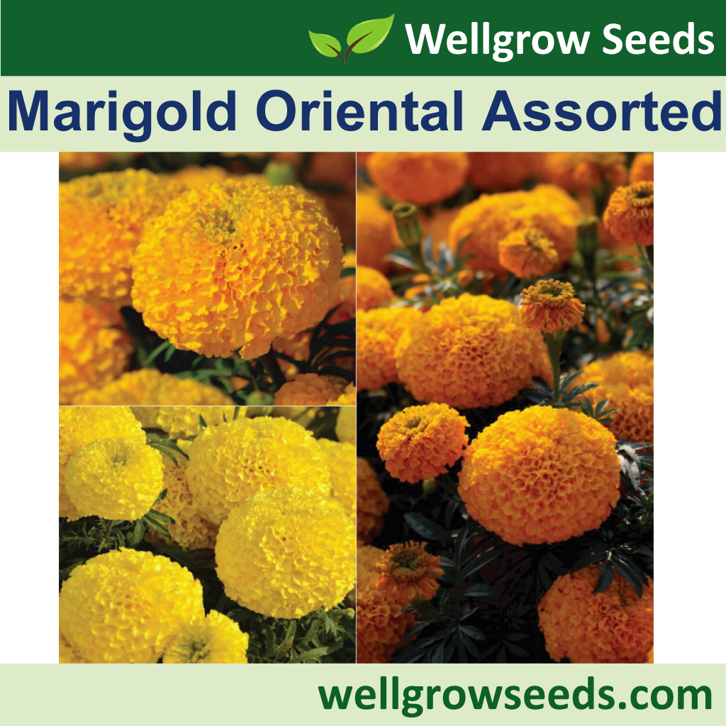 Marigold Oriental Assorted 万寿菊:东方系列 African Marigold Flower Seeds ...