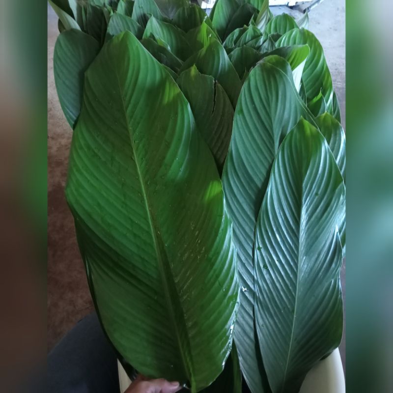 Daun Lerek untuk lemang | Shopee Malaysia