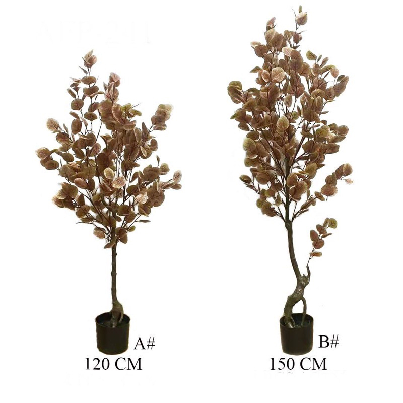 Pokok viral premium bamboo,EUCALYPTUS ,OLIVE，fiddler fig,banana ...