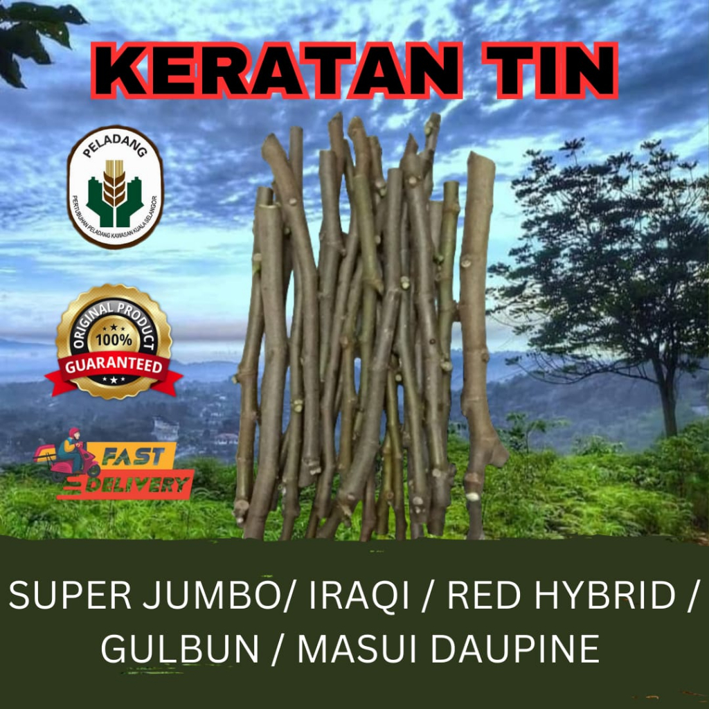Keratan Batang Pokok Tin | Shopee Malaysia