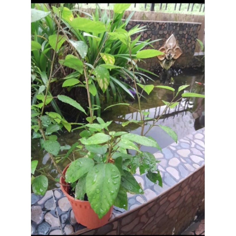 Anak Bunga Raya Putih | Shopee Malaysia