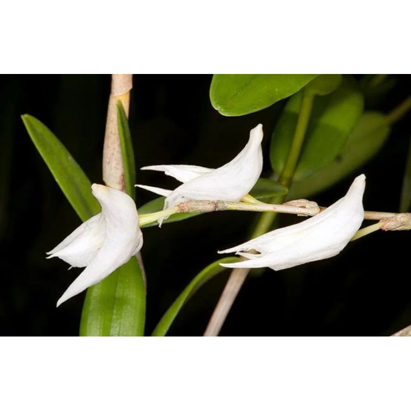 Pokok Anggerik Merpati ( Dendrobium crumenatum )/Pigeon orchid(2 ...
