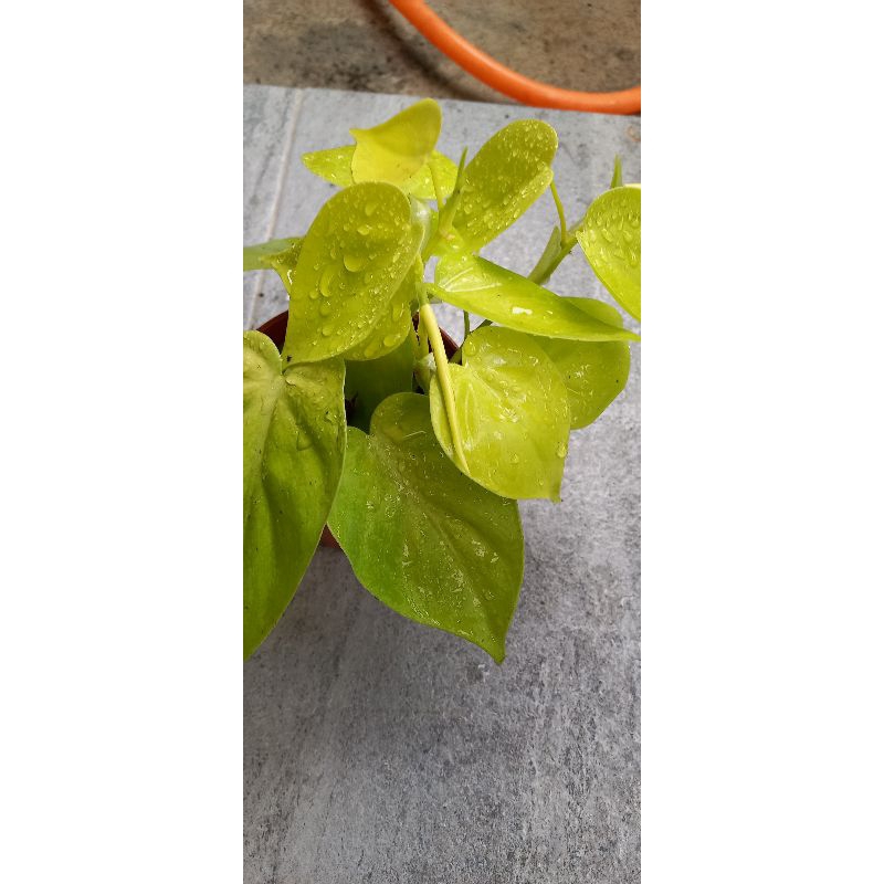 pelbagai pokok separa redup/indoor,money plant,philodendron,alokasia ...
