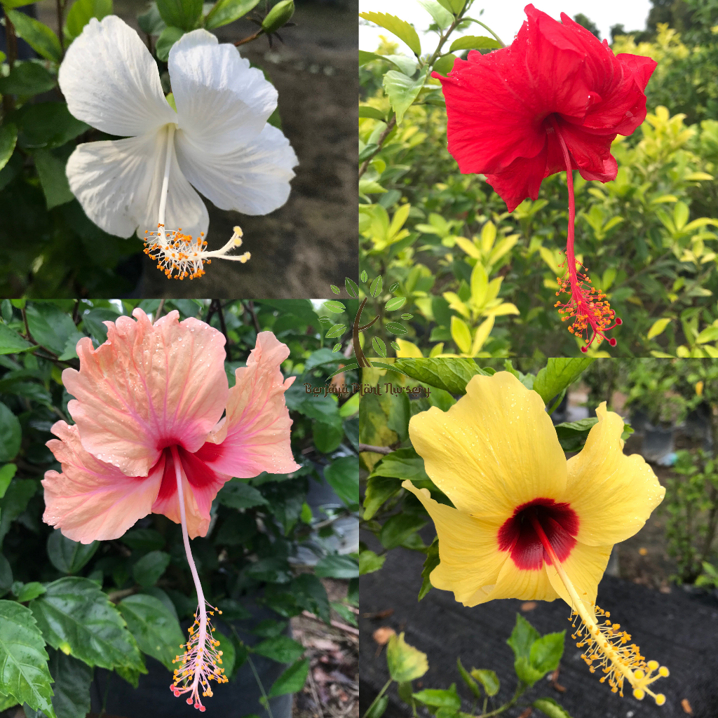 Bunga Raya/Hibiscus(Pokok Bunga Hidup/Pokok Hiasan Luar Rumah)-Cahaya ...