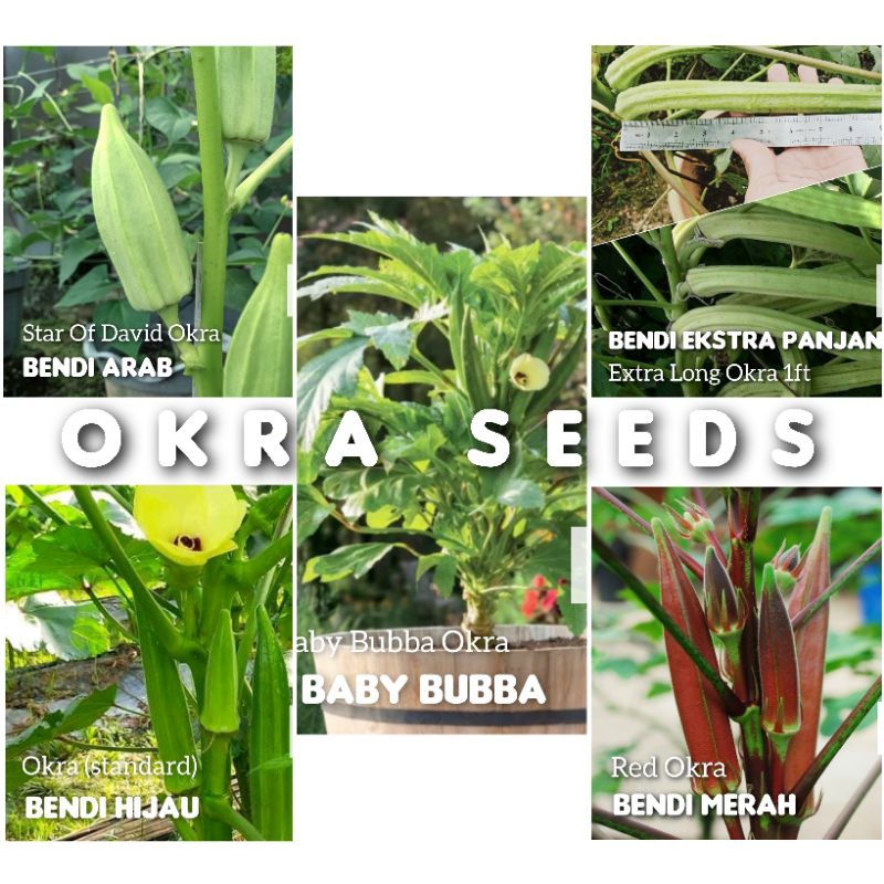 5/10pcs Benih BENDI(Hijau/Merah)/Bendi Arab/Giant Okra/Baby Bubba/Hill ...