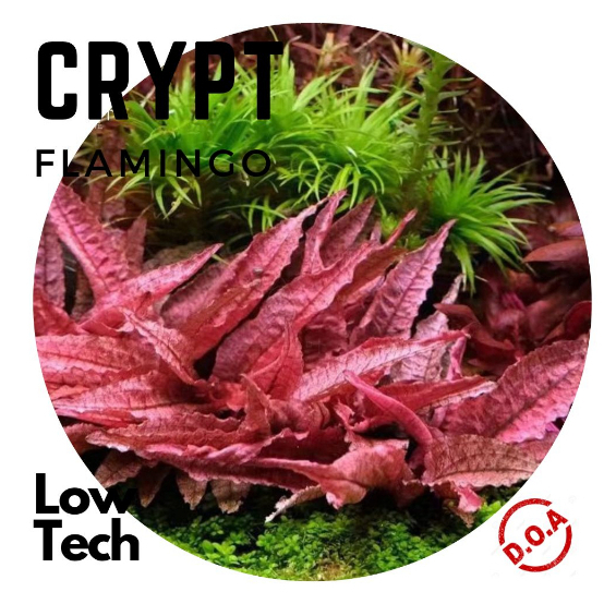 [Aquatic Plant] Rare Aquarium Cryptocoryne Flamingo Pink Plants Low ...