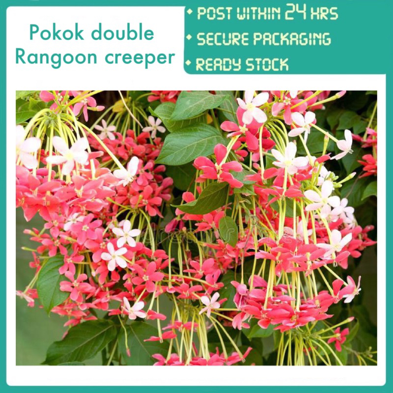 PBN - Pokok double Rangoon creeper akar dani wangi Quisqualis fragrance ...