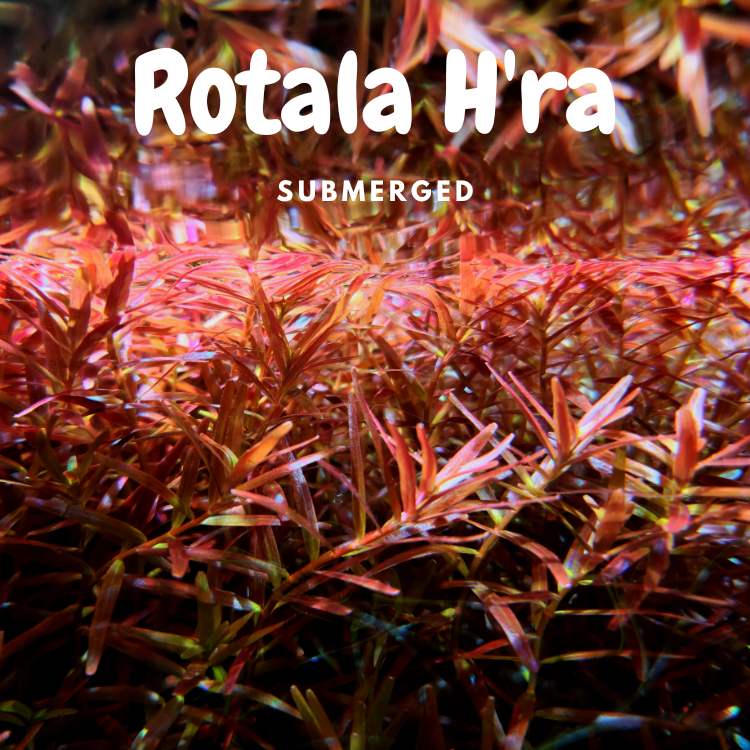[Aqua Nature] Freshly Trimmed Rotala H'ra / HRA 越南红宫廷 (Submerged) (Shrimp Safe) [Aquarium ...