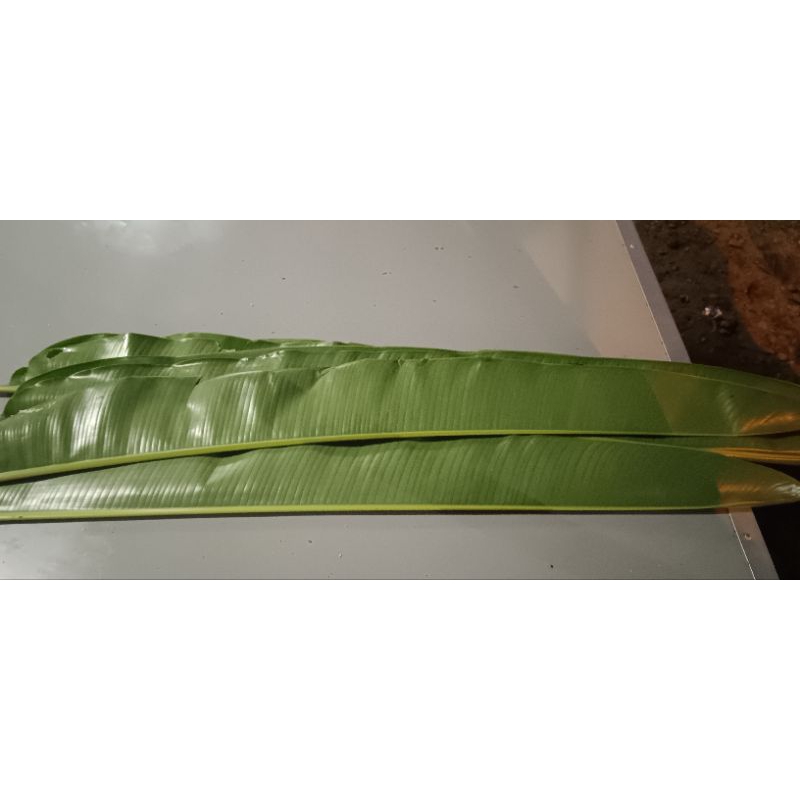 DAUN LEREK LEMANG 10HELAI DAUN KASAR | Shopee Malaysia