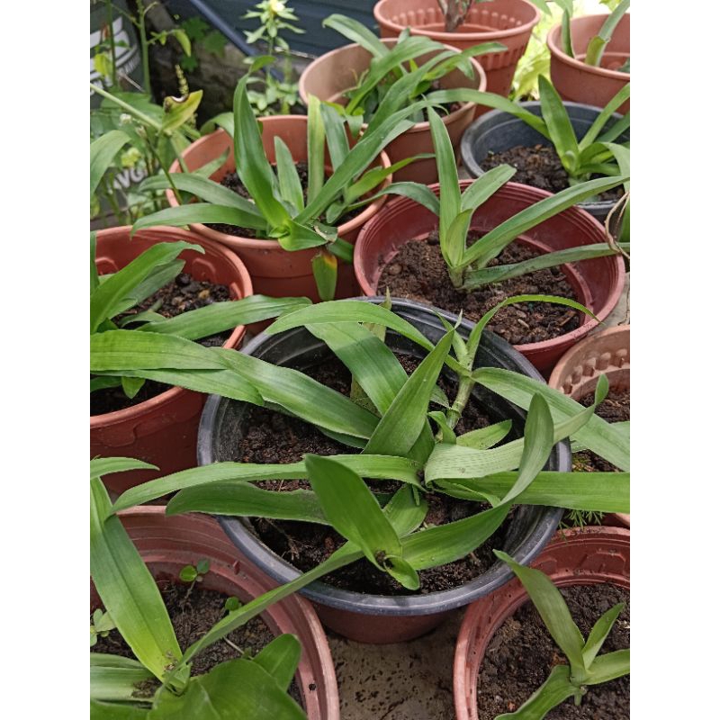 anak pokok rumput siti khadijah@,bejing | Shopee Malaysia
