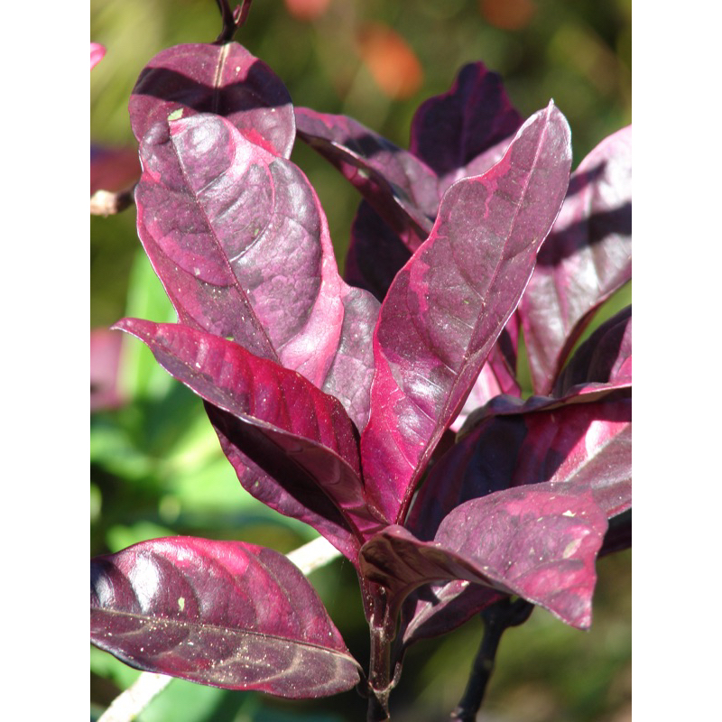 Pseuderanthemum Carruthersii / Purple Plant / Purple False Eranthemum ...