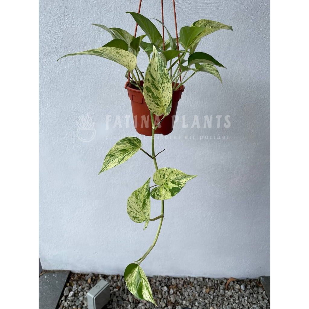 Marble Queen Pothos [ LIVE Indoor Plant ] [ Variegated ] [ Desk Plant ...