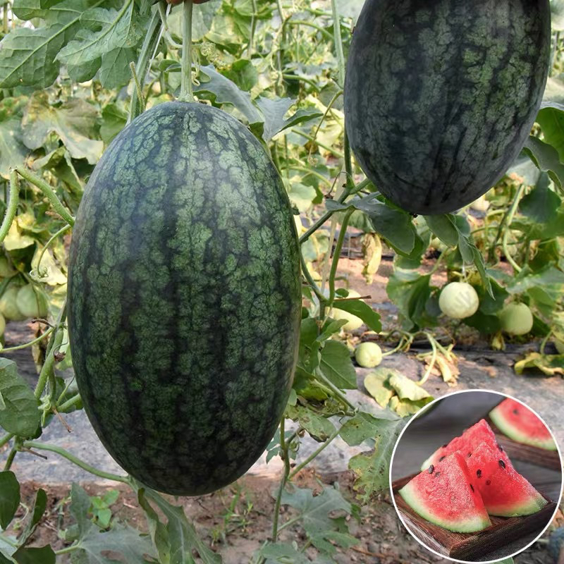 Thai Black Beauty Sweet Watermelon - 8 seed /Benih Tembikai Manis Black ...