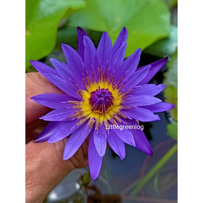 **FREE fertilizer**Purple Color Water lily with brown leaf, Own breed ...