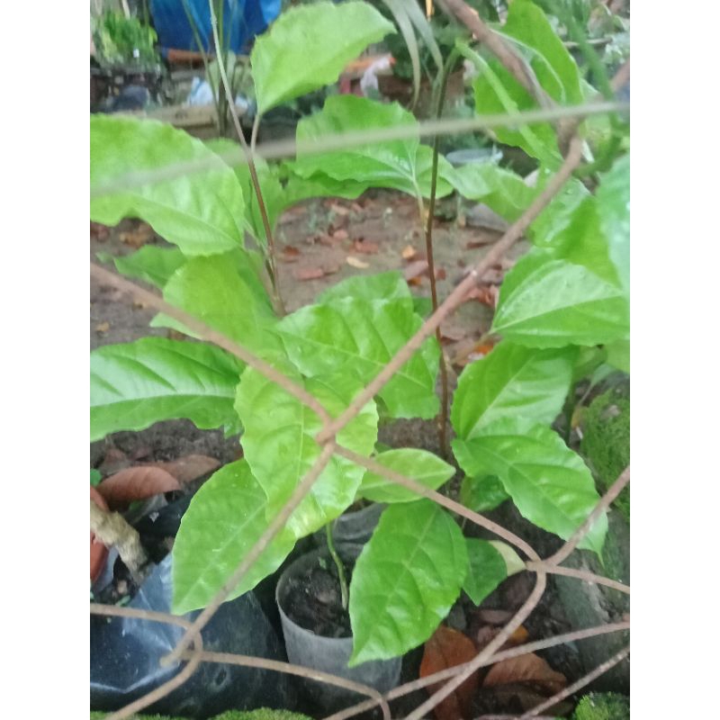 Anak Pokok MARKISA jawa | Shopee Malaysia