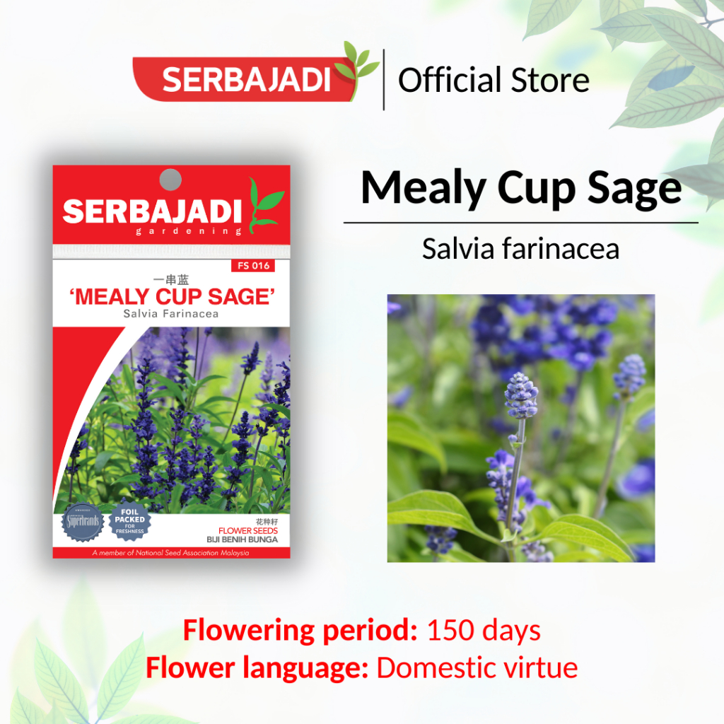 Serbajadi Flower Seed Mealy Cup Sage/ Biji Benih Bunga/ Bunga Ungu/ FS016 - 1g | Shopee Malaysia