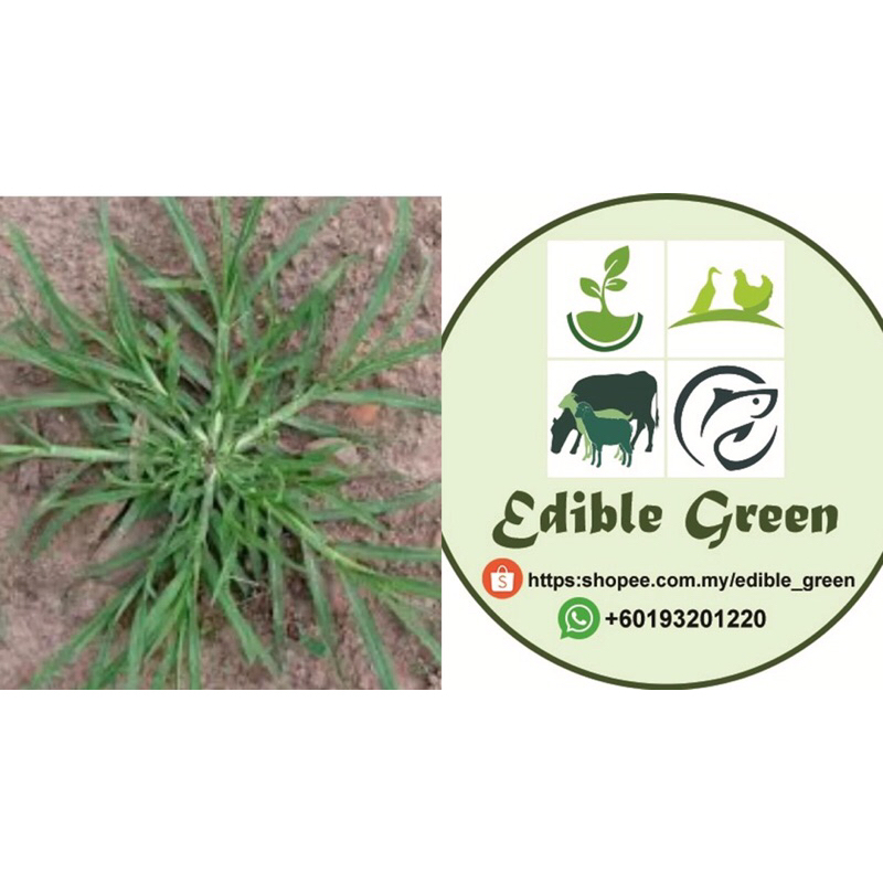 3 x Rumpun Organik Fresh Rumput Sambau (Indian Goosegrass) | Shopee ...