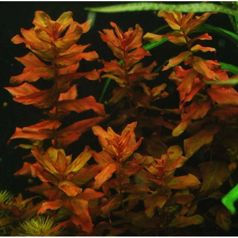 (D.O.A) Rotala Macrandra Bangladesh emersed/submersed ...