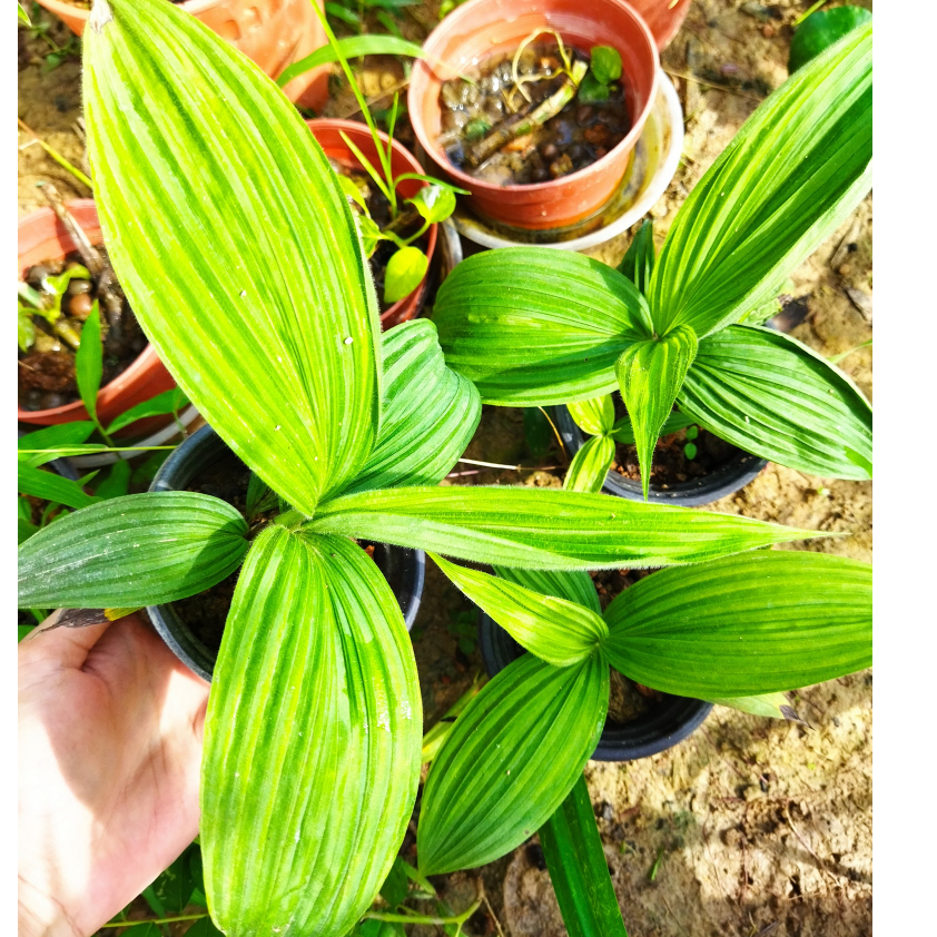 ANAK POKOK LEMBA/KELAPA PUYUH STABIL DALAM PASU/POLIBEG | Shopee Malaysia