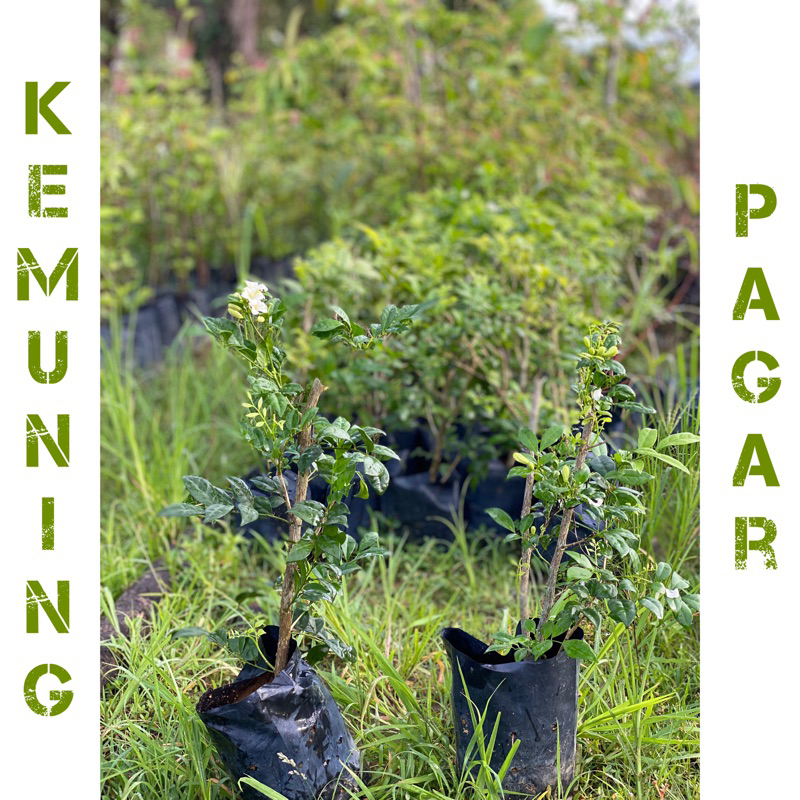 Pokok Bunga kemuning pagar wangi / thai murah | Shopee Malaysia