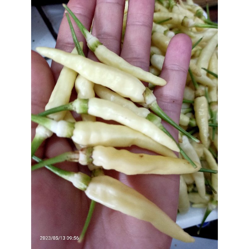 Lada Putih Sabah (pedas) | Shopee Malaysia