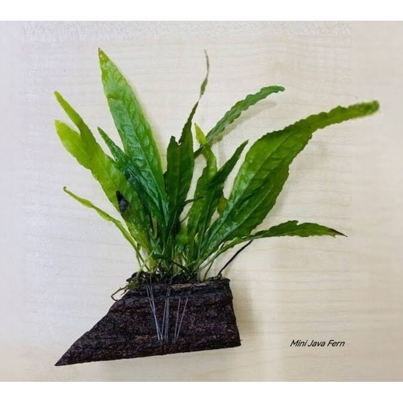 Mini Java fern on wood (Low tech) - Aquarium Plant | Shopee Malaysia