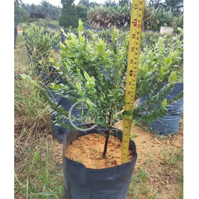 TKL - Outdoor Big Size Diospyros Buxifolia Bucida Tikus (Polybag 15x15 ...