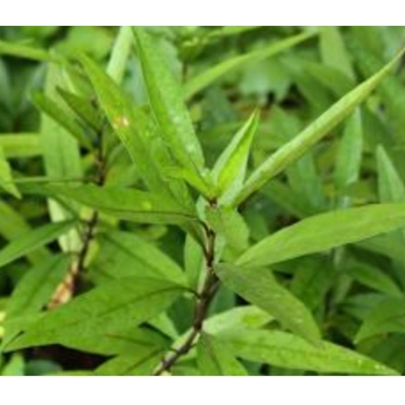 Justicia gendarussa 4cuttings / live plant小驳骨枝条/苗keratan / Anak pokok ...