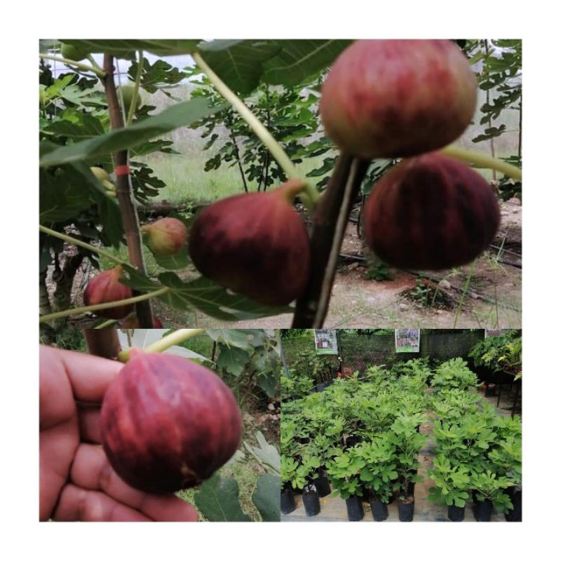 ANAK BENIH POKOK TIN(FIGS) [MATSUI DAUPHINE] | Shopee Malaysia
