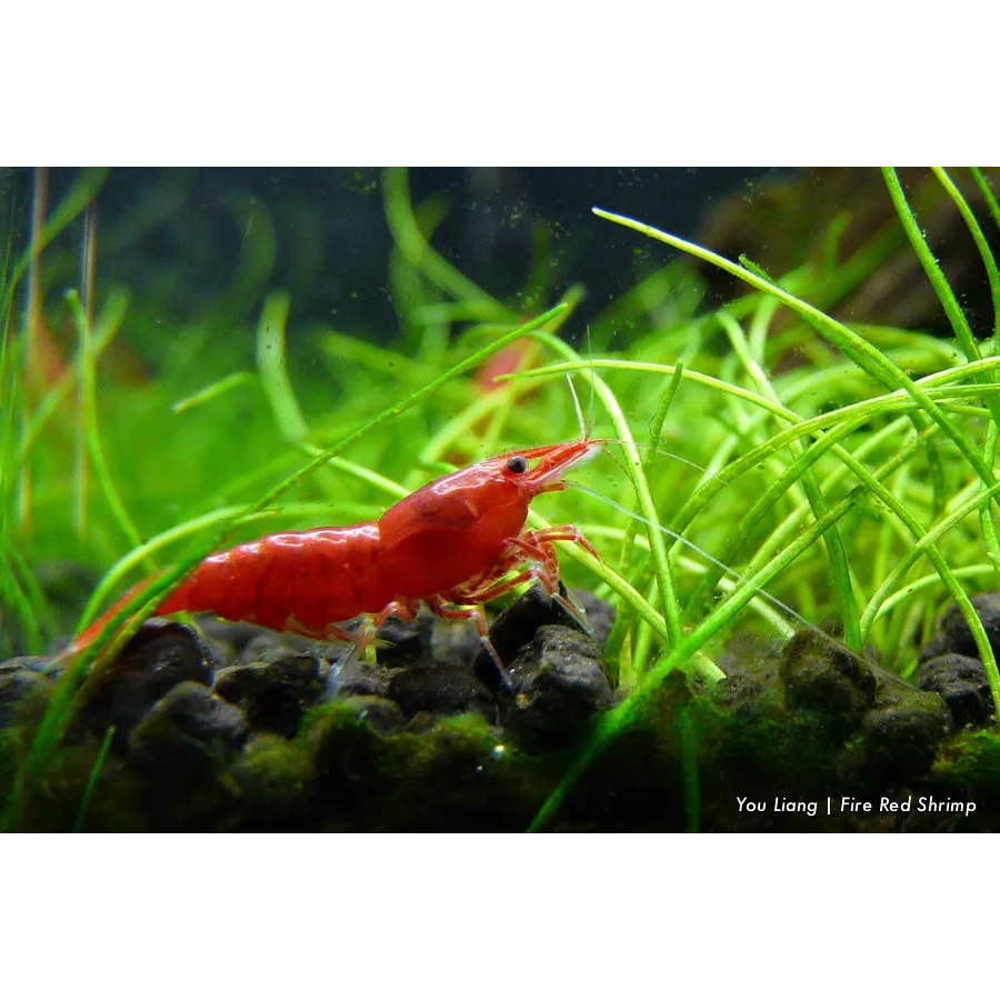 Fire red shrimp / Udang Akurium - Neocaridina Taiwan 10 pcs free 3pcs ...