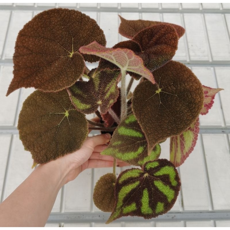 NMS / Begonia Rex / Asam Batu / Begonia Plant / Pokok Hidup ...