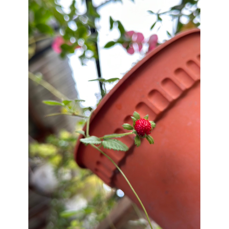 Biji Benih Mock Strawberry 10 seeds | Shopee Malaysia