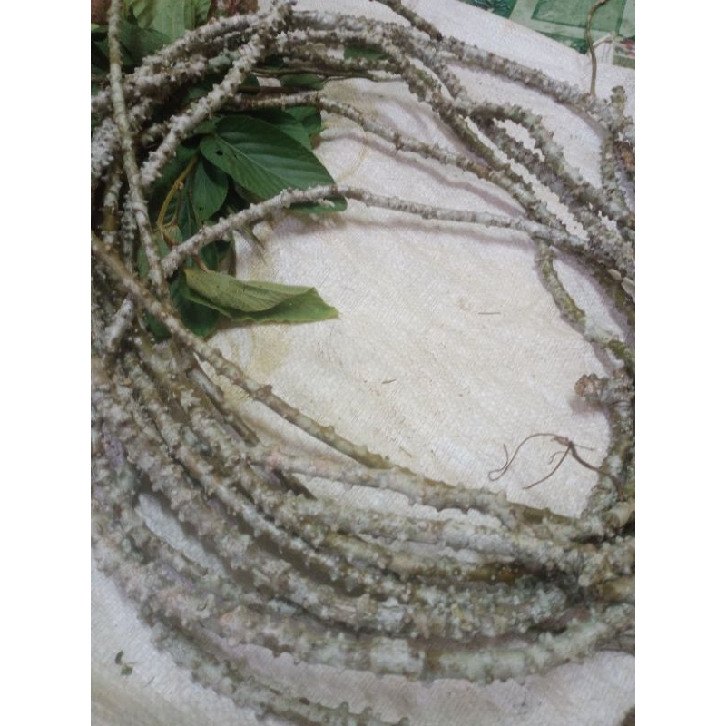 (10nci)herba batawali/patawali/akar seruntun/lepas susu baby(1 keratan ...