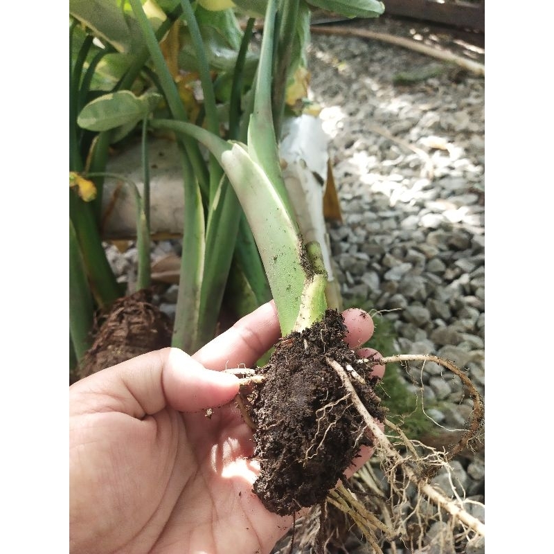 2 Pokok induk mikey . | Shopee Malaysia