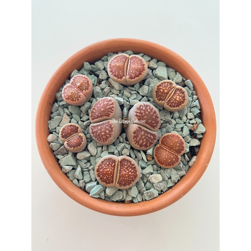 Lithops Kiku Set / 1 monster horn Kiku | Shopee Malaysia