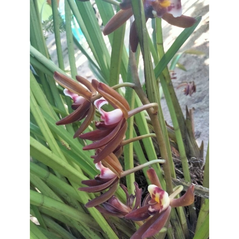 pokok orkid hutan jenis cymbidium | Shopee Malaysia