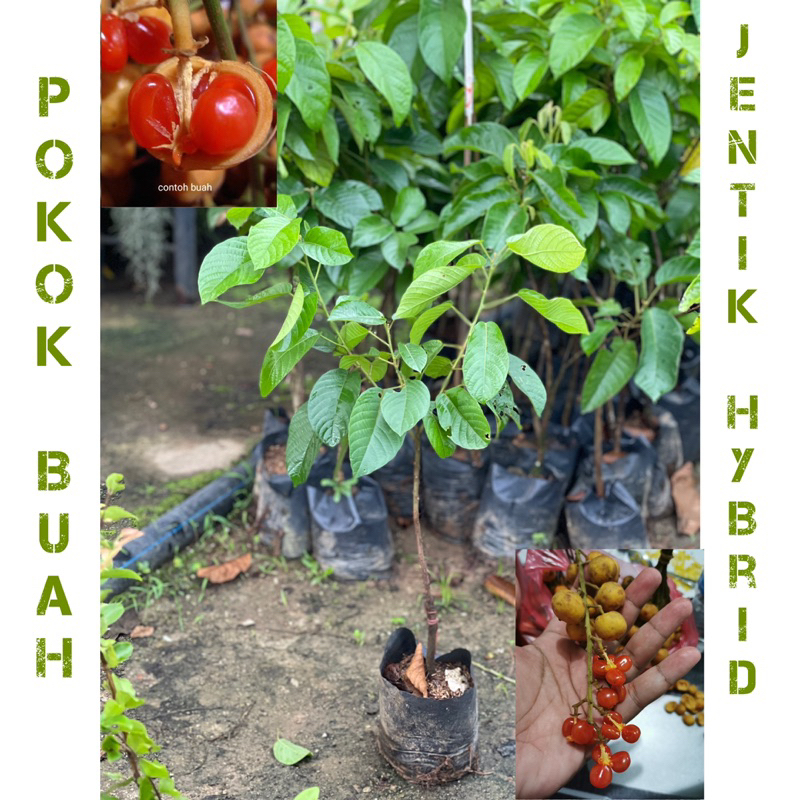 Pokok buah Jentik ( hybrid ) thai murah / Pokok buah Jentik kawin murah ...